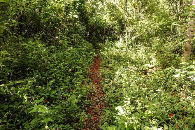 Mayan Trail: Ek Balam, Sacred Cenote and Local Food - Exploring the Heart of Yucatán: An In-Depth Look at the Tour