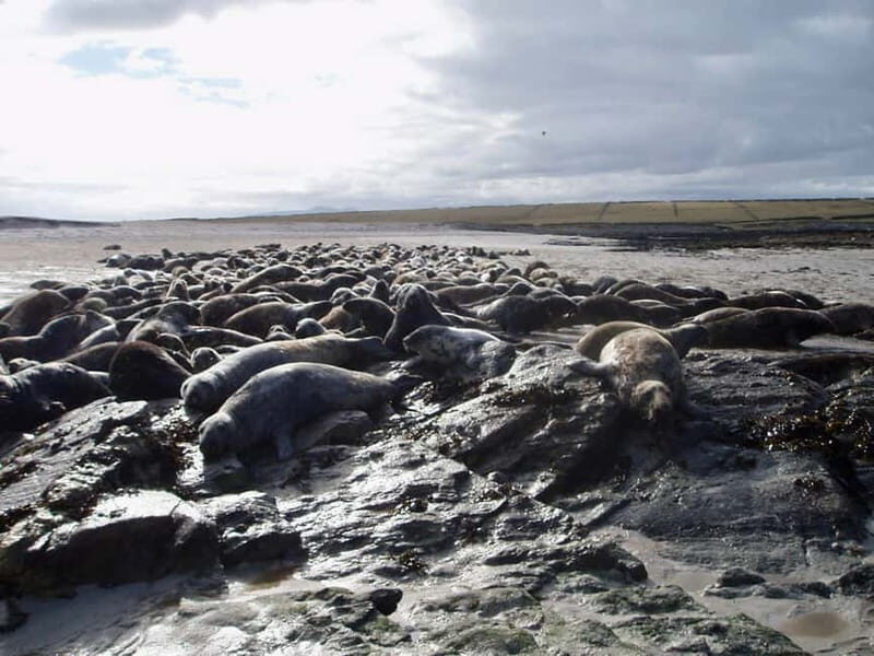 Mayo: Inishkea Island Boat Tour - FAQ