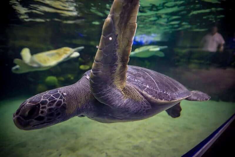 Mazatlan: Grand Aquarium Ticket and City Sightseeing Tour - Exploring Mazatlan by Open-Air Vehicle