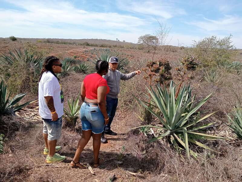 Mazatlan: Mezcal Factory Tour with Tasting and Lunch - Final Thoughts: Who Will Love This Tour?