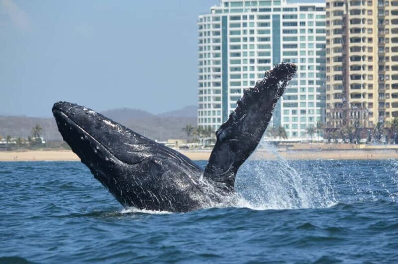 Mazatlán: Whale-Watching Boat Tour with Marine Experts - The Boat and Technology