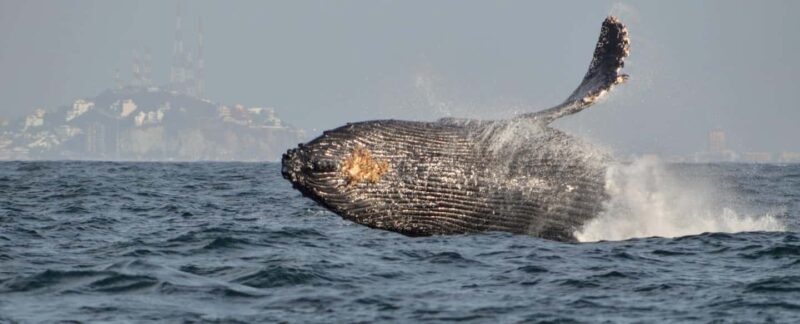 Mazatlán: Whale-Watching Boat Tour with Marine Experts - Duration and Pacing