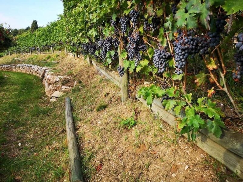 Mazzurega: Winery Tour with Tasting and Food Pairing - Key Points