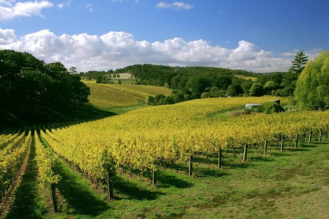McLaren Vale and Glenelg Wine Tasting and Sightseeing (Half-day Afternoon) - The option of a scenic coastal finish