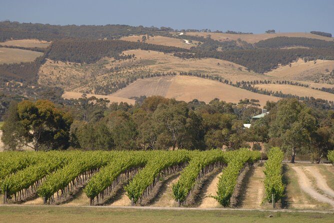 McLaren Vale and Glenelg Wine Tasting and Sightseeing (Half-day Afternoon) - The value proposition: what you’re really getting