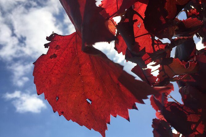 McLaren Vale Shared Tour, visit 4 wineries . Best itinerary. - Who This Tour Is Best For