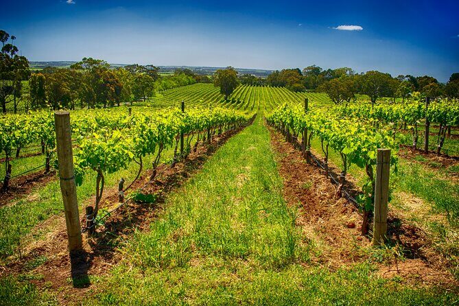 McLaren Vale Winery Small Group Tour with Wine Tasting and Lunch - Who Should Consider This Tour?