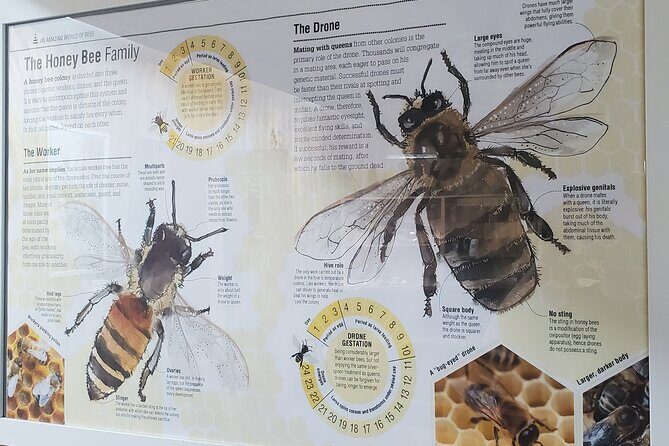 Mead and Honey Tasting Experience - The Experience in Context