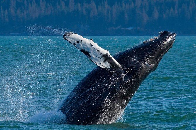 Meares Glacier Cruise Excursion from Valdez - What Travelers Are Saying