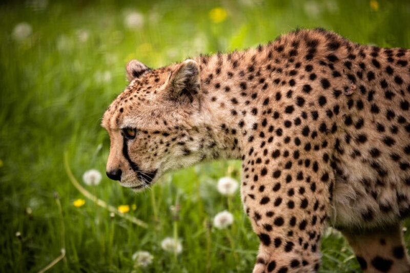 Mechelen: Planckendael ZOO Entry Ticket - Key Points