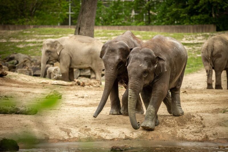Mechelen: Planckendael ZOO Entry Ticket - A Detailed Look at Planckendael ZOO