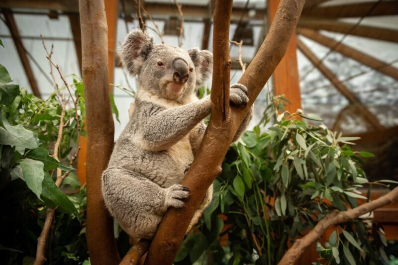 Mechelen: Planckendael ZOO Entry Ticket - Practical Tips for Visitors
