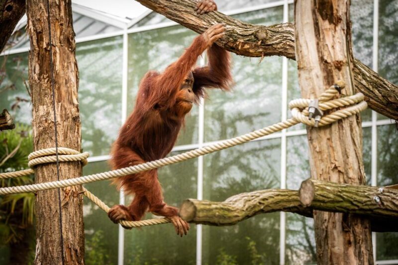Mechelen: Planckendael ZOO Entry Ticket - The Sum Up