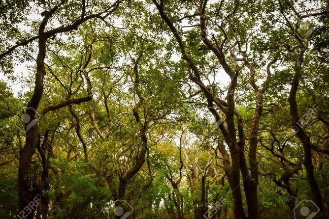 Mechrey Floating Village Tour & Mangrove from Siem Reap - The Sum Up: Who Will Love This Tour?