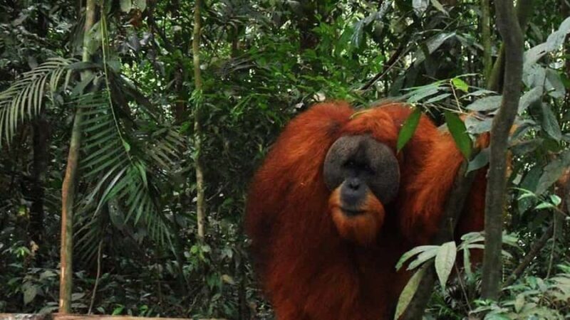 Medan: 3-Day Bukit Lawang Orangutan Tour Package - An engaging overview of the 3-day adventure