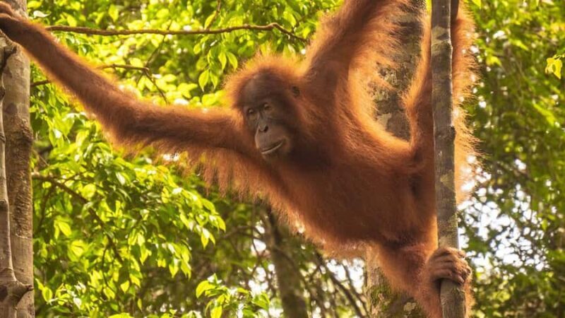 Medan: 3-Day Bukit Lawang Orangutan Tour Package - What’s the value here?