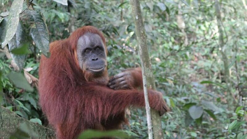 Medan: 3-Day Bukit Lawang Orangutan Tour Package - Practicalities and tips