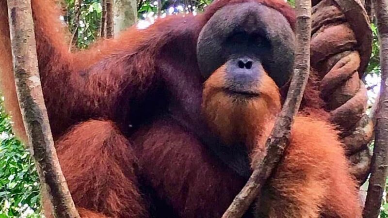Medan: 3-Day Bukit Lawang Orangutan Tour Package - Final thoughts