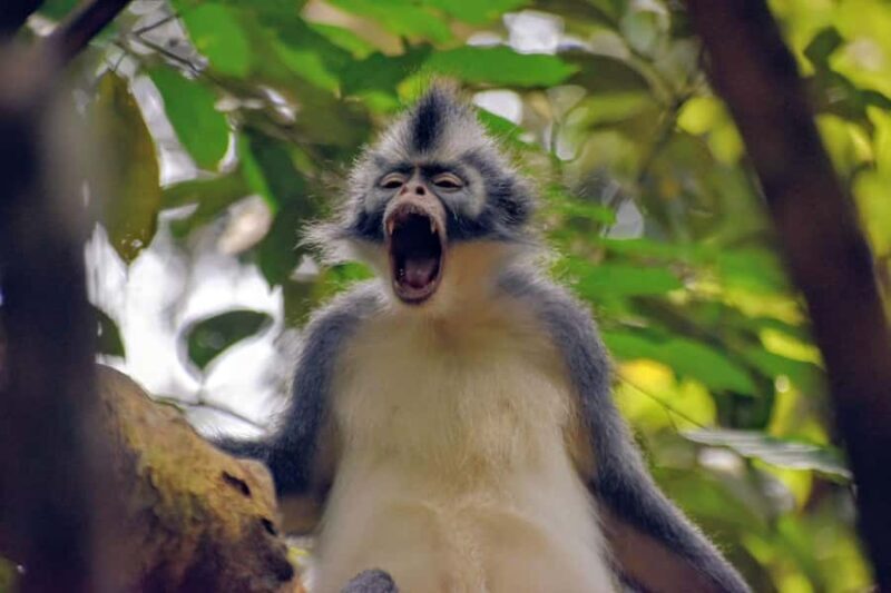 Medan: Bukit Lawang & Berastagi 5-Day Adventure Tour - Key Points