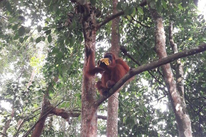 Medan - Bukit Lawang Fullday Tour - Introduction
