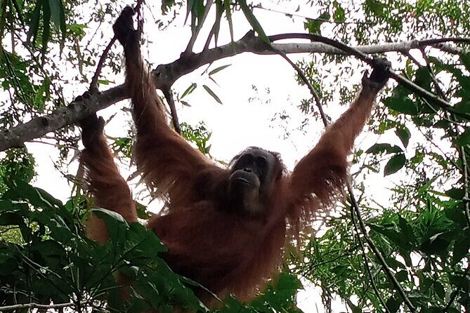 Medan - Bukit Lawang Fullday Tour - Who Is This Tour Best Suited For?