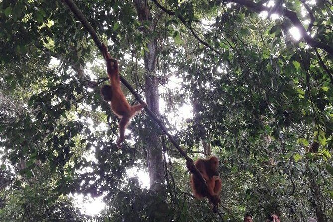 Medan - Bukit Lawang Fullday Tour - FAQs