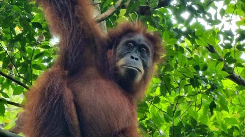 Medan: Bukit Lawang Orangutan Tour - Key Points