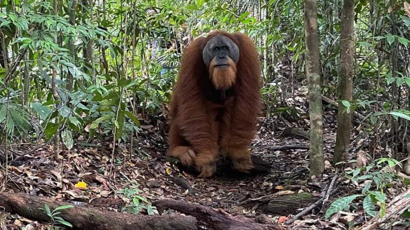 Medan: Bukit Lawang Orangutan Tour - Why Visit Bukit Lawang in Medan?
