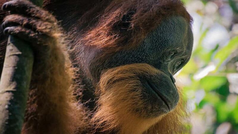 Medan: Bukit Lawang Orangutan Tour - Who Is This Tour Best For?
