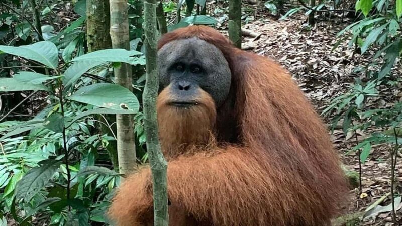 Medan: Bukit Lawang Orangutan Tour - FAQ