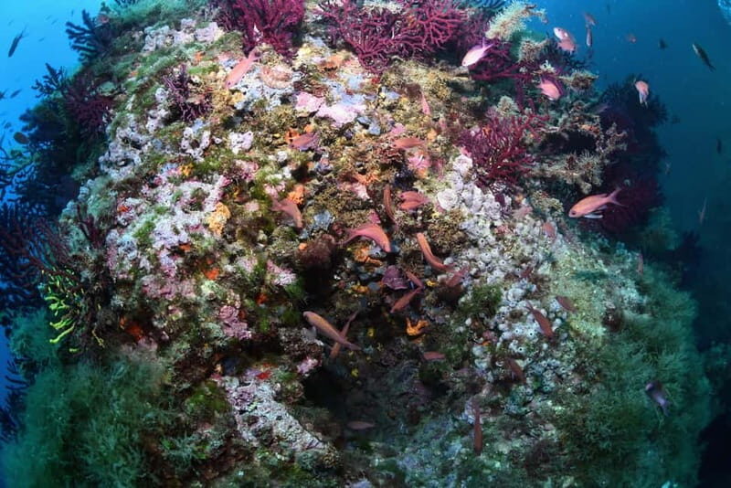 Medes Islands: Snorkeling at the beautiful Nature Park - Key Points