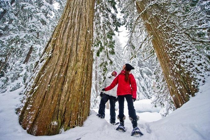 Medicine Trail Snowshoe Tour - Exploring Whistler’s Medicine Trail Snowshoe Tour: An Authentic Winter Adventure
