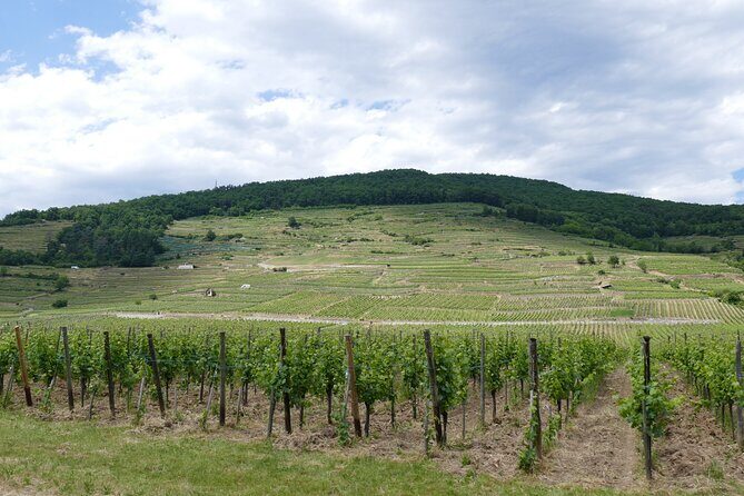 Medieval Alsace and Wine Tasting from Colmar - The Itinerary in Detail