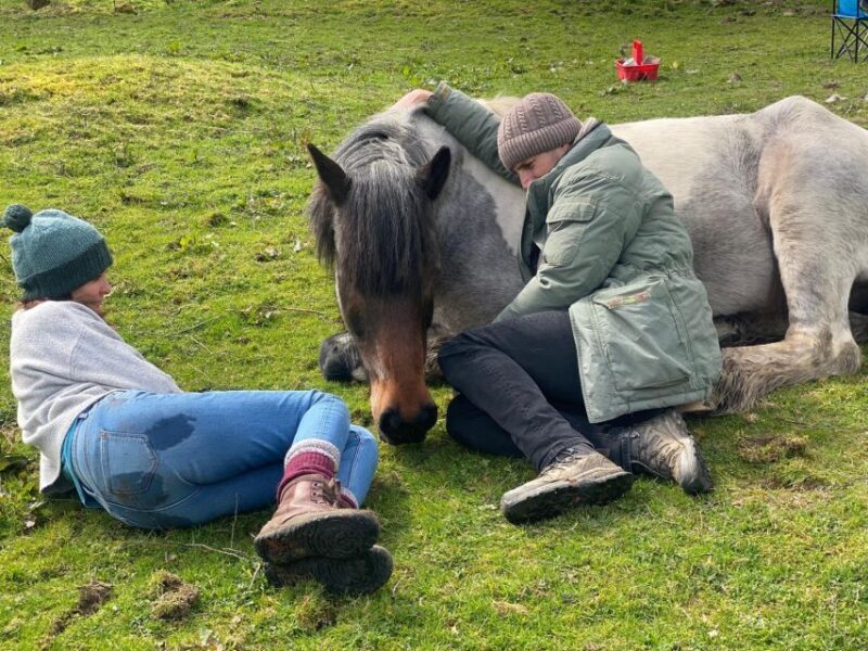 Meditate With Horses - The Sum Up: A Quiet Treasure in the Lake District