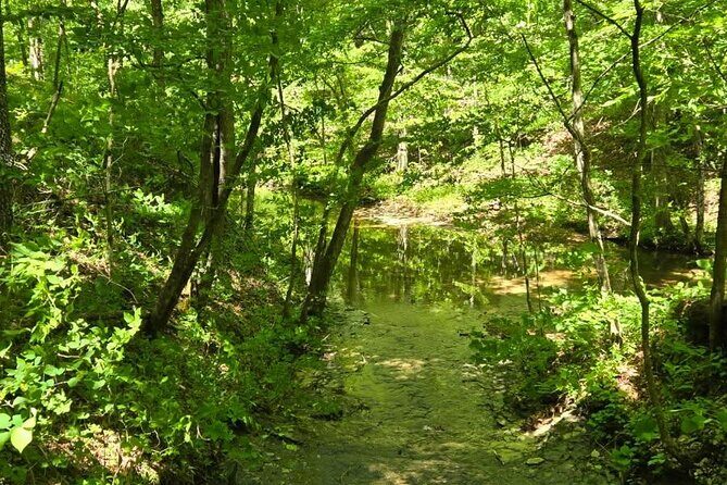 Meditative, Forest Bathing Hike followed by Yoga on the Deck - A Walk Through the Experience