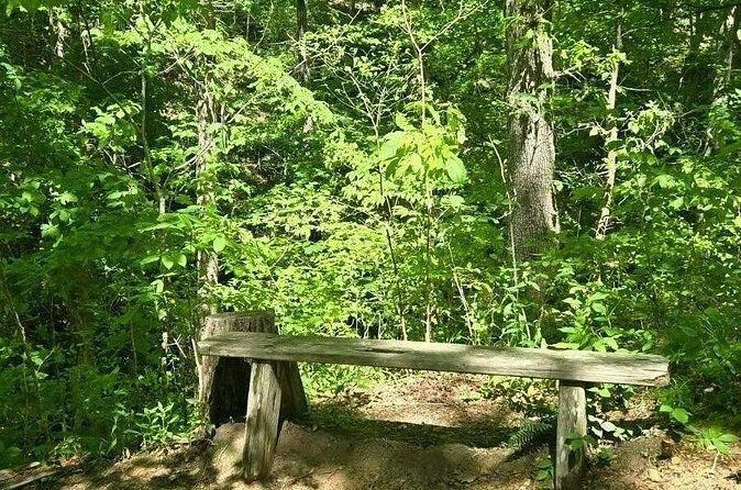 Meditative, Forest Bathing Hike followed by Yoga on the Deck - The Sum Up