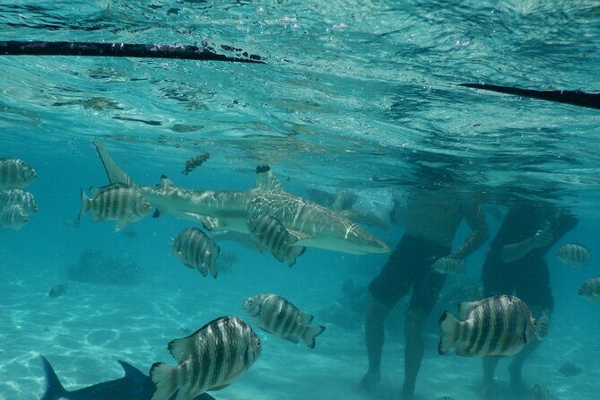 Medium Magical Combo in Moorea of 2 hours of Jetski and 3h30 of Quad - An in-Depth Look at the Combo Tour in Moorea