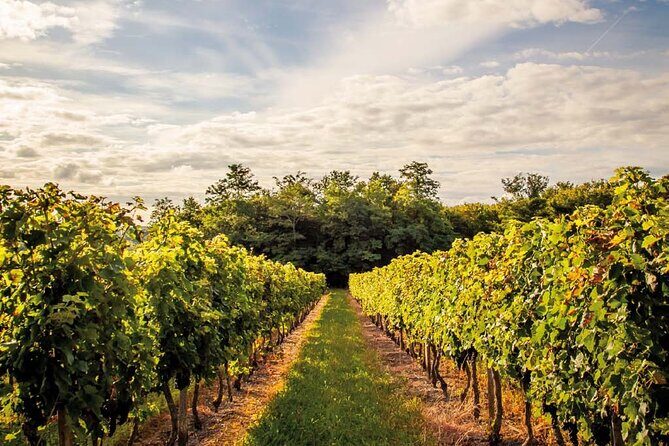 Médoc Region Half-Day Wine Tour with Winery Visit & Tastings from Bordeaux - Who Will Love This Tour?