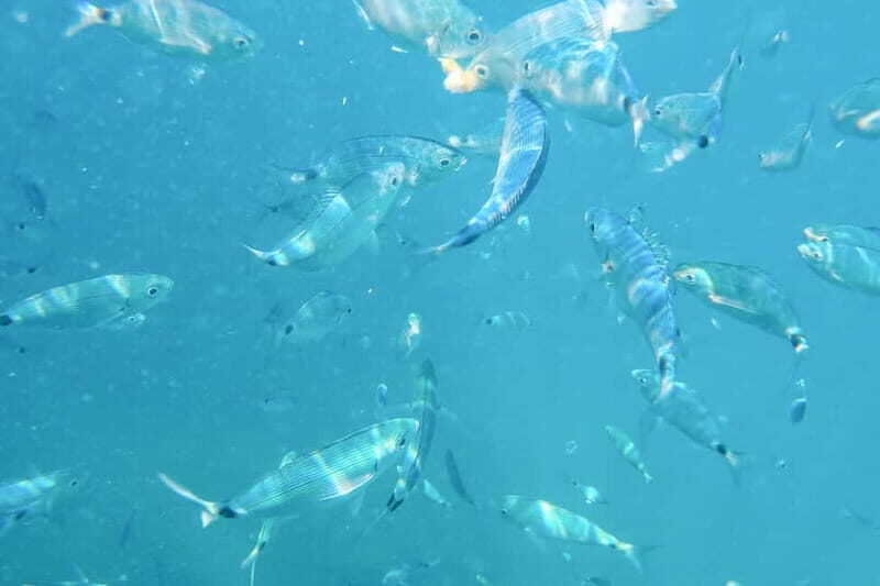 Medulin: Full-Day Boat Tour of the Archipelago w/ Lunch - Who Will Love This Tour?