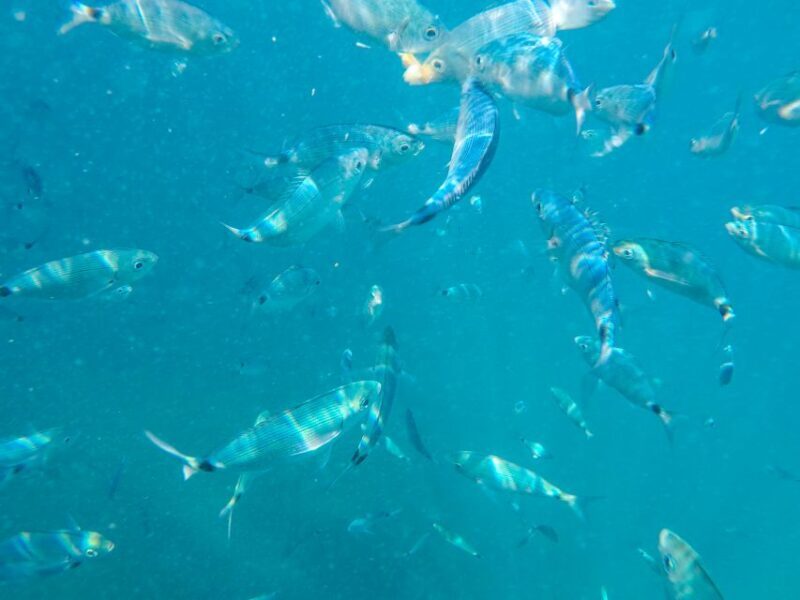 Medulin: Private Boat Tour with Captain - Authentic Experiences and Traveler Feedback