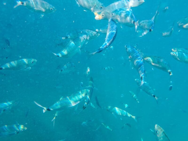 Medulin: Private Glass Bottom Boat Tour to Levan Island - Final Thoughts