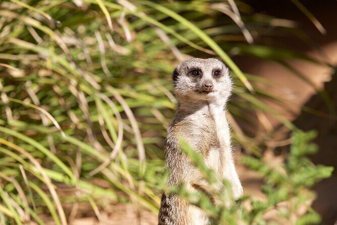 Meerkat Experience at Werribee Open Range Zoo - excl. entry - An Up-Close Look at the Meerkat Experience