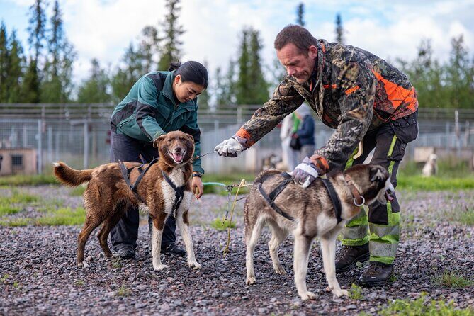 Meet 70 Huskies and Enjoy a short ATV Tour with the Huskies - Who Will Love This Tour?