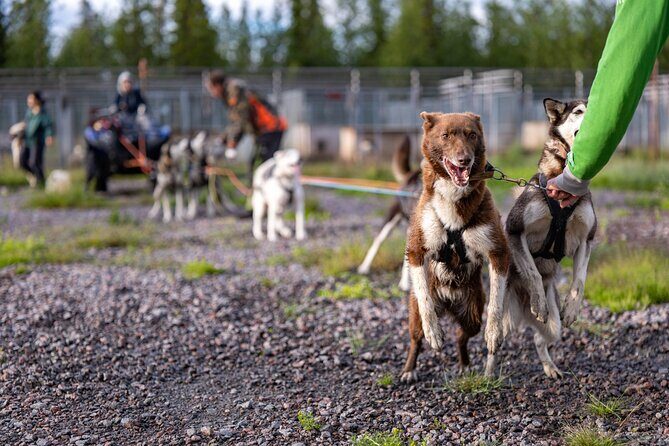 Meet 70 Huskies and Enjoy a short ATV Tour with the Huskies - The Sum Up