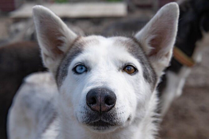 Meet 70 Huskies and Enjoy a short ATV Tour with the Huskies - FAQ