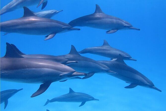 Meet Dolphins in Huatulco - Discovering the Joys of the "Meet Dolphins in Huatulco" Tour