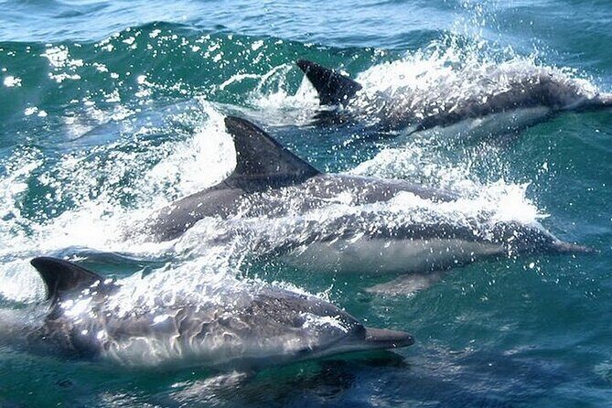 Meet Dolphins in Huatulco - Who Will Enjoy This Tour?