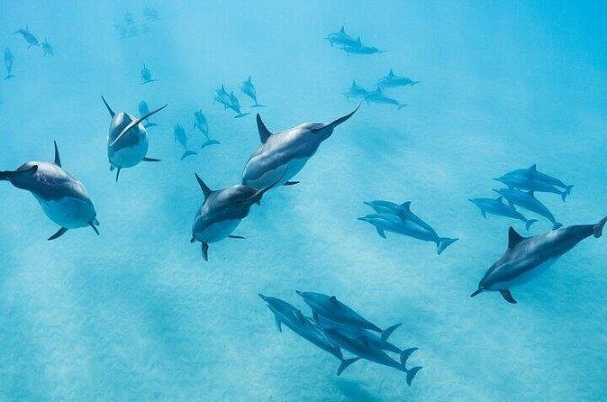 Meet Dolphins in Huatulco - FAQ (Frequently Asked Questions)