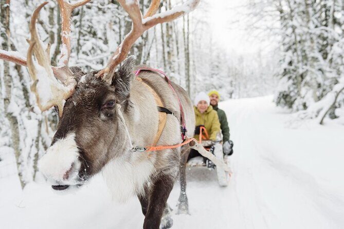 Meet Santa Claus & Santa's Reindeer Ride & Greet Huskies - Authenticity & Experience Quality