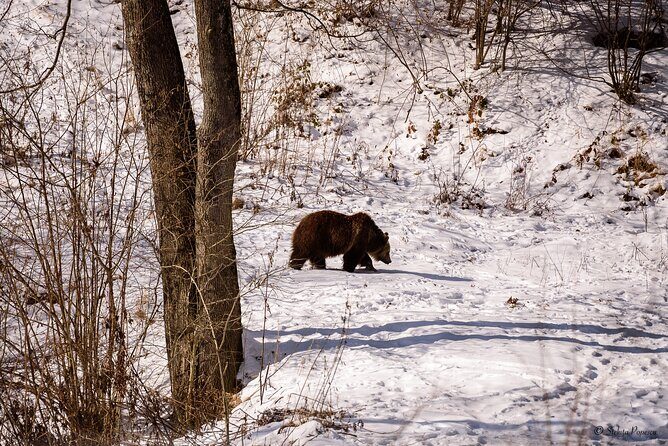 Meet the Bears & Visit Dracula Castle Day Tour from Bucharest - An Honest Look at the Itinerary